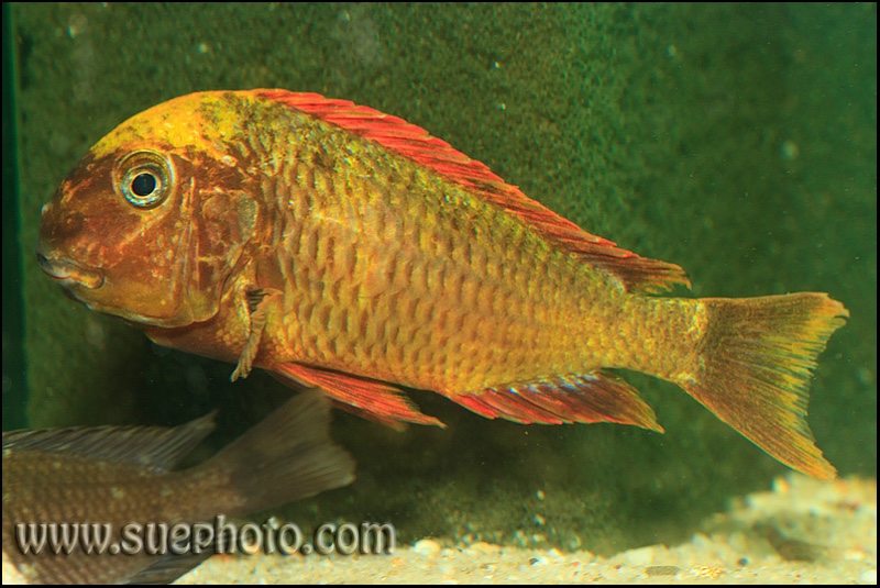 Tropheus sp. 'red' Cape Kachese (Kushangaza); Golden Kazumba (Kushangaza)