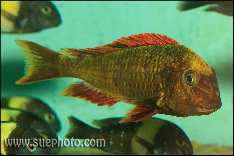 Tropheus sp. 'red' Cape Kachese (Kushangaza); Golden Kazumba (Kushangaza)