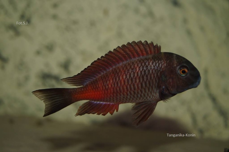 Tropheus sp. 'red' Cape Kipimbi; Chipimbi Moorii
