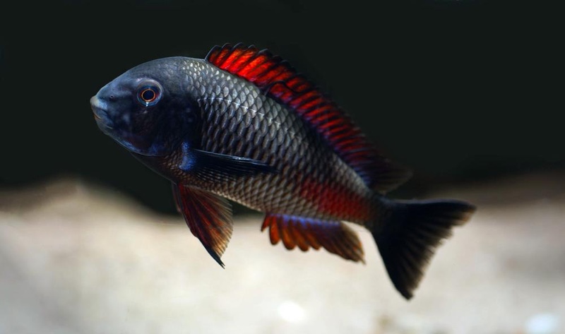 Tropheus sp. 'red' Cape Kipimbi; Chipimbi Moorii