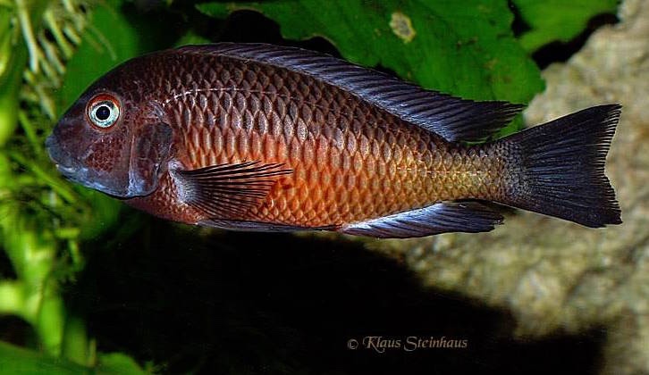 Tropheus sp. 'red' Cape Nundo; Golden Chisanse