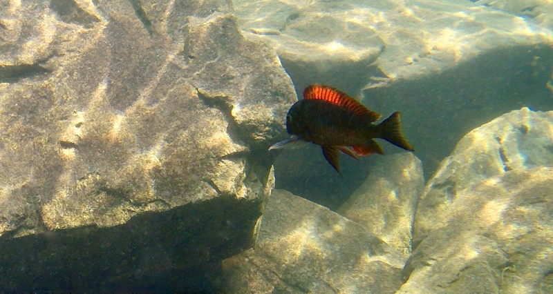 Tropheus sp. 'red' Chimba; Red Zambia Moorii
