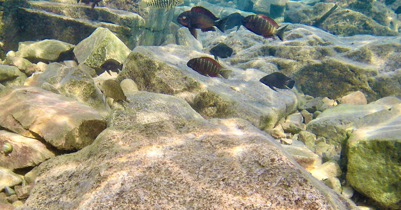 Tropheus sp. 'red' Chimba; Red Zambia Moorii