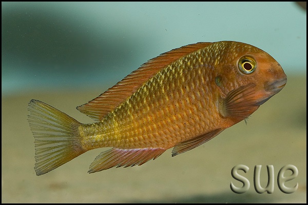 Tropheus sp. 'red' Chimba; Red Zambia Moorii