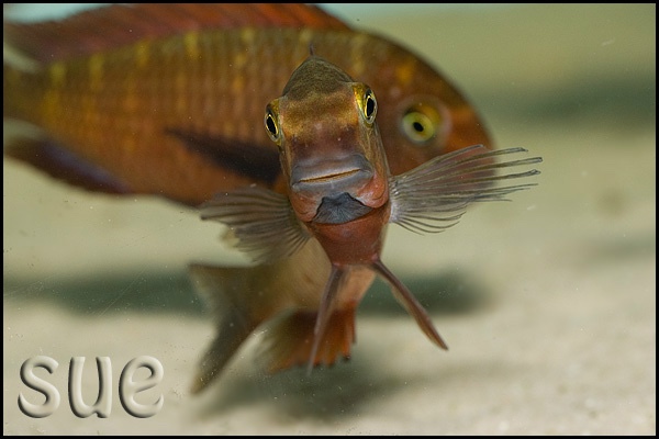Tropheus sp. 'red' Chimba; Red Zambia Moorii