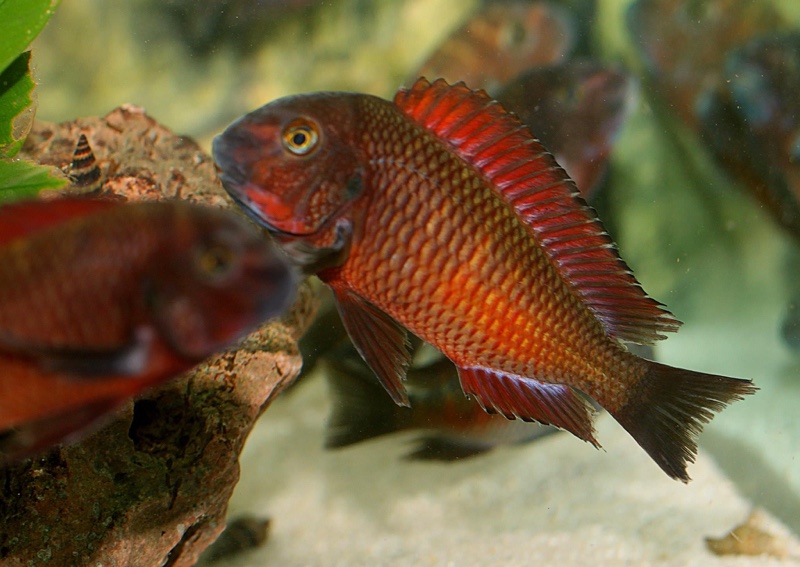 Tropheus sp. 'red' Chimba; Red Zambia Moorii