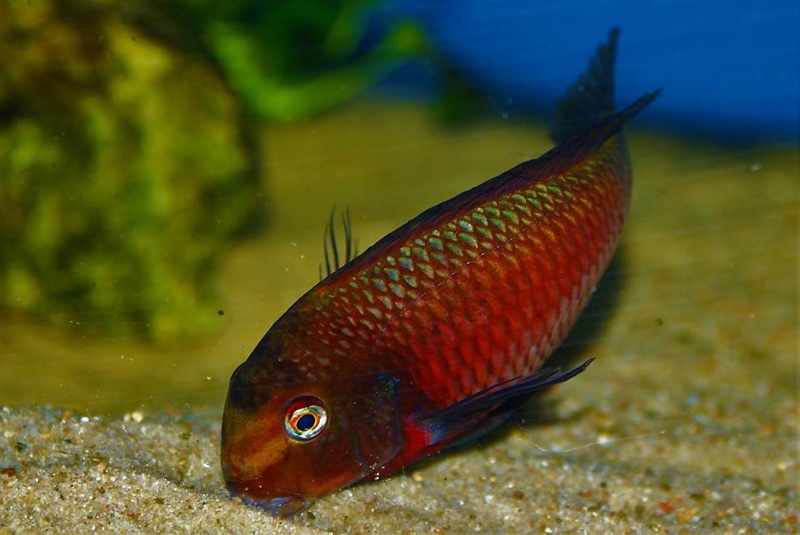 Tropheus sp. 'red' Kalambwe