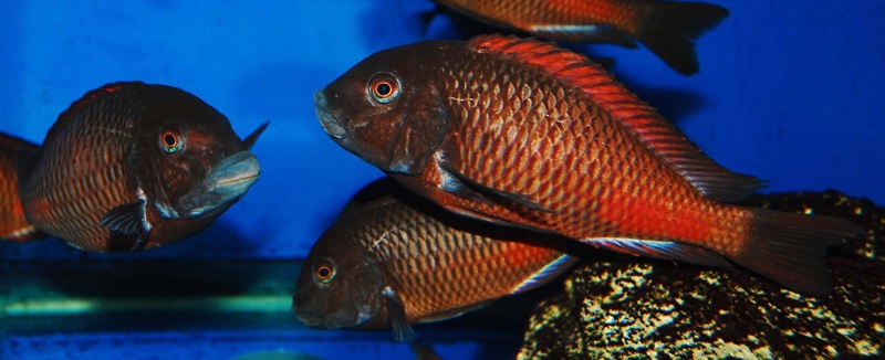 Tropheus sp. 'red' Kalambwe