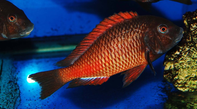 Tropheus sp. 'red' Kalambwe