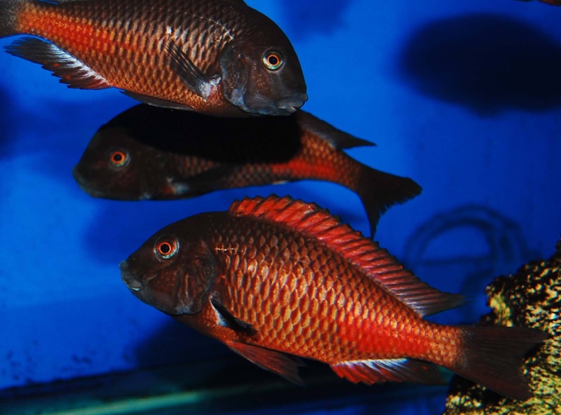 Tropheus sp. 'red' Kalambwe
