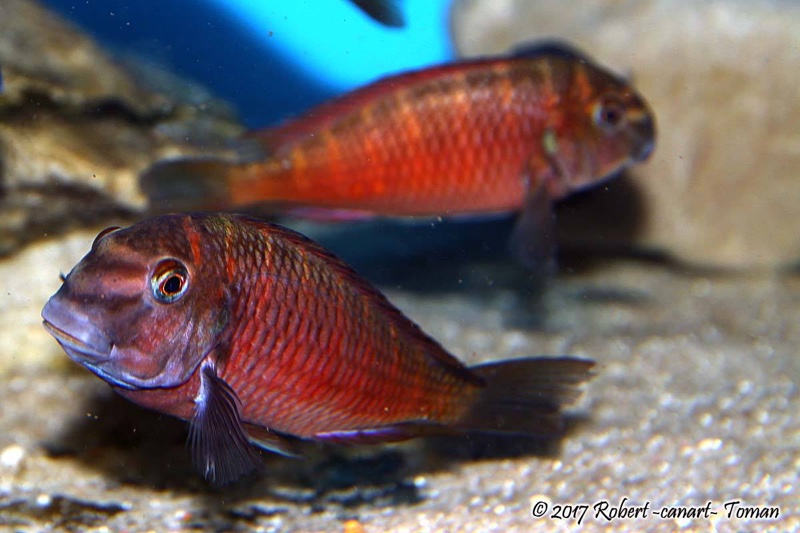 Tropheus sp. 'red' Kalindi