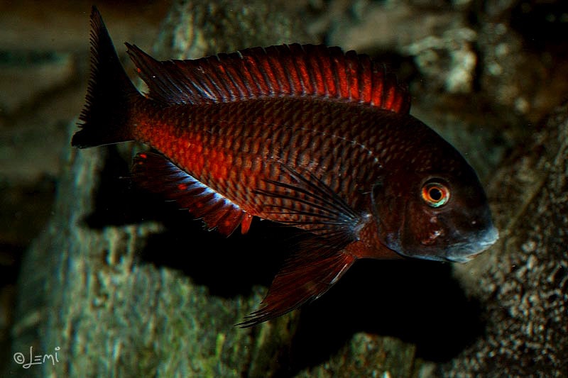 Tropheus sp. 'red' Moliro