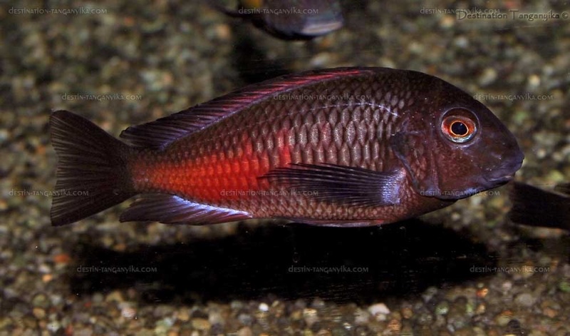 Tropheus sp. 'red' Moliro