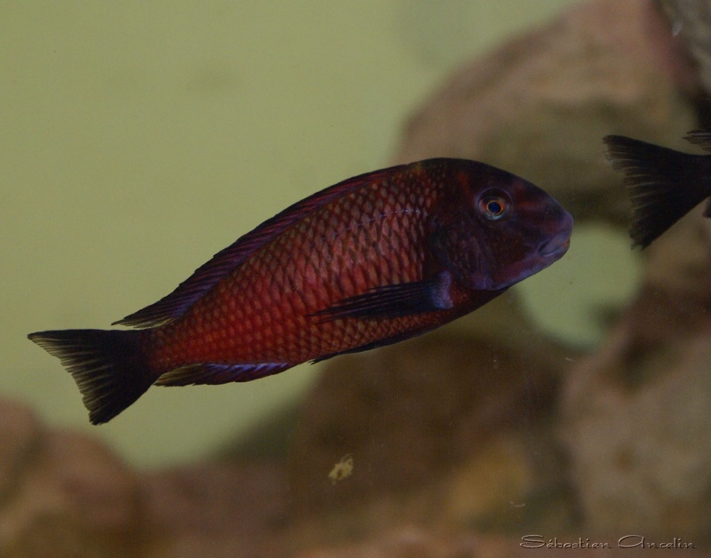 Tropheus sp. 'red' Moliro