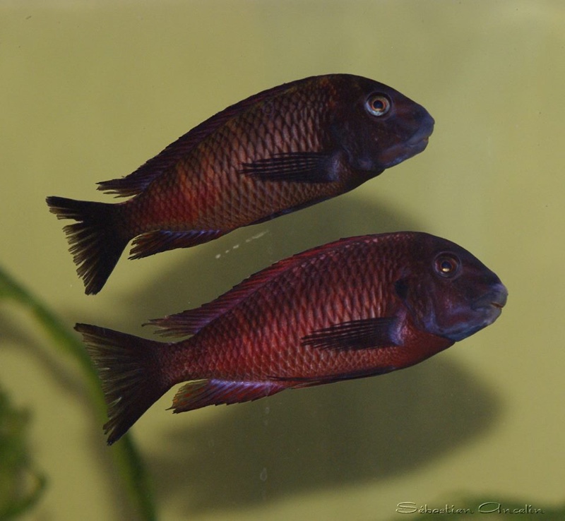 Tropheus sp. 'red' Moliro