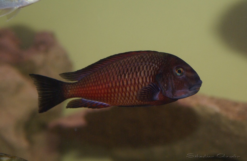 Tropheus sp. 'red' Moliro