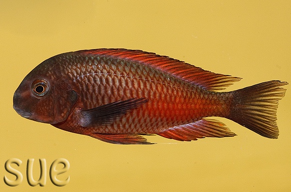 Tropheus sp. 'red' Moliro