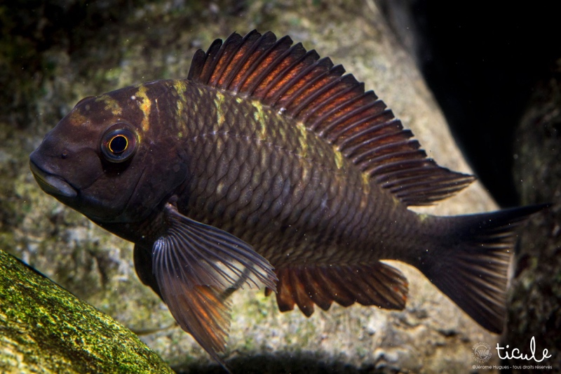 Tropheus sp. 'red' Moliro