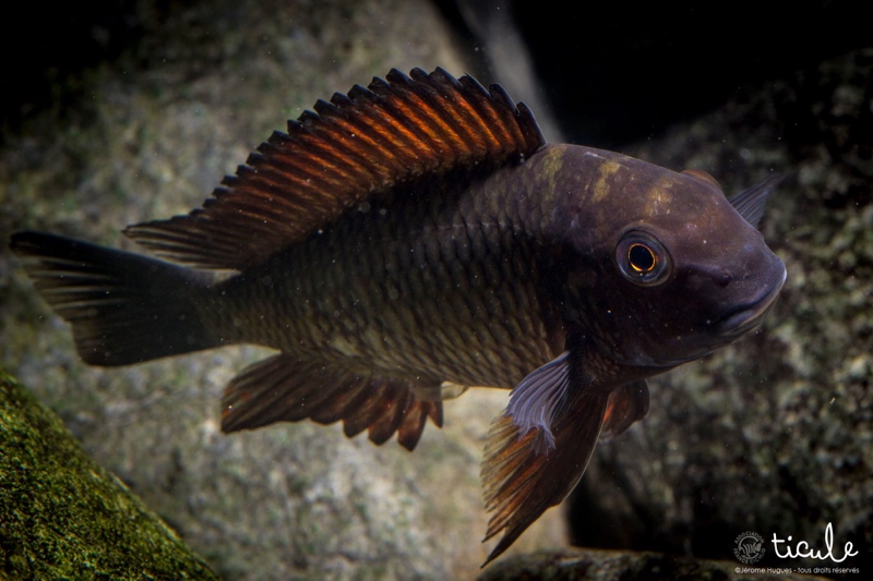 Tropheus sp. 'red' Moliro