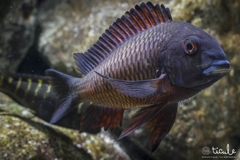 Tropheus sp. 'red' Moliro