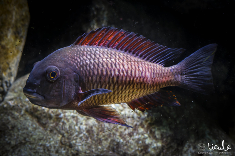 Tropheus sp. 'red' Moliro