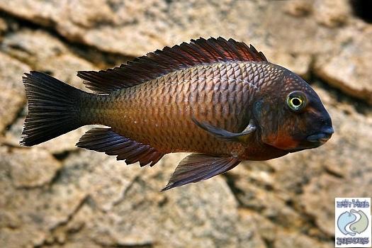 Starry Night Cichlid Tank Mates
