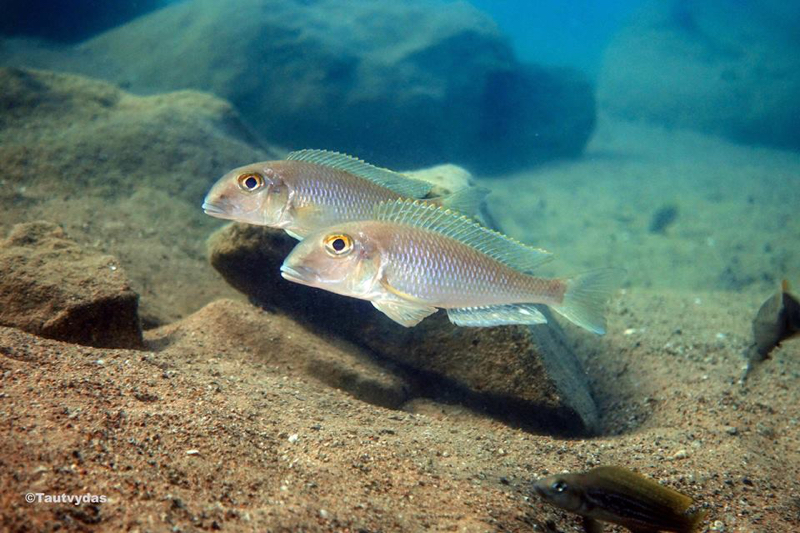 Xenotilapia boulengeri 'Kipili'