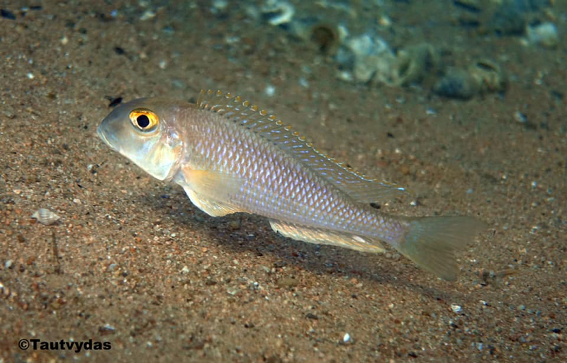 Xenotilapia boulengeri 'Kipili'