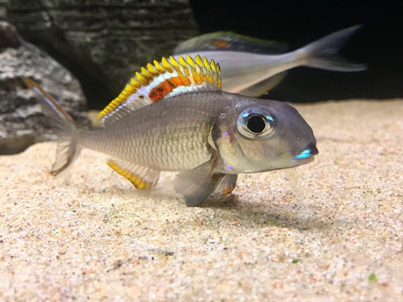 Xenotilapia nigrolabiata 'Chituta Bay'; Red Princess