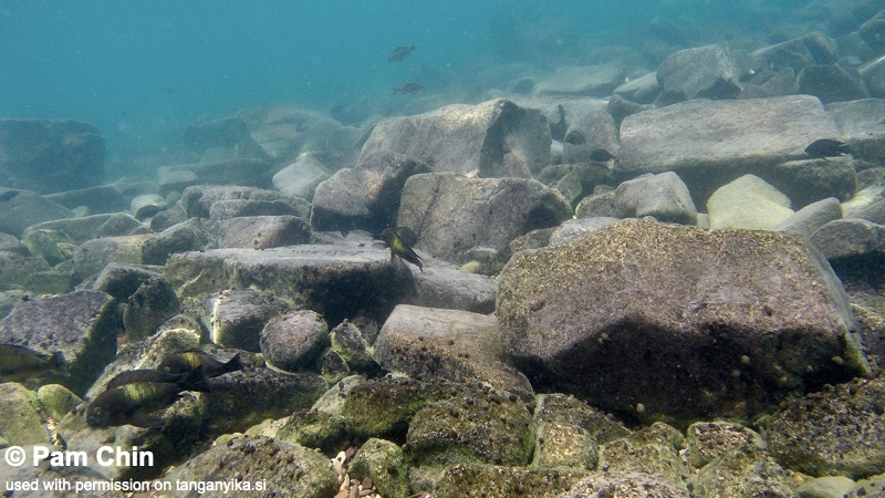 Mbita (Kumbula) Island, Lake Tanganyika, Zambia