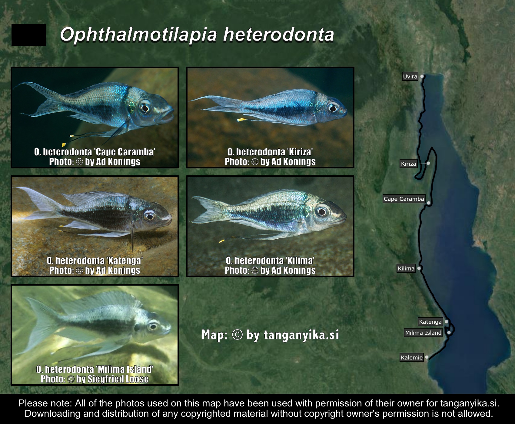 Ophthalmotilapia heterodonta