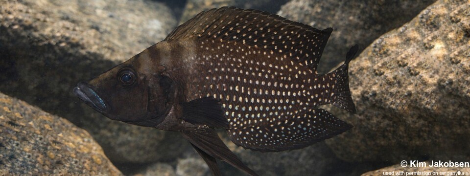 Altolamprologus calvus (Black Pectoral)