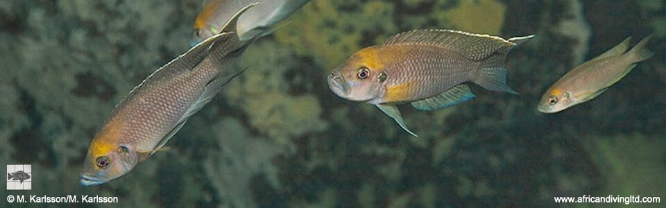 Neolamprologus calliurus 'Frontosa Reef'; Neolamprologus sp. 'Calliurus ...