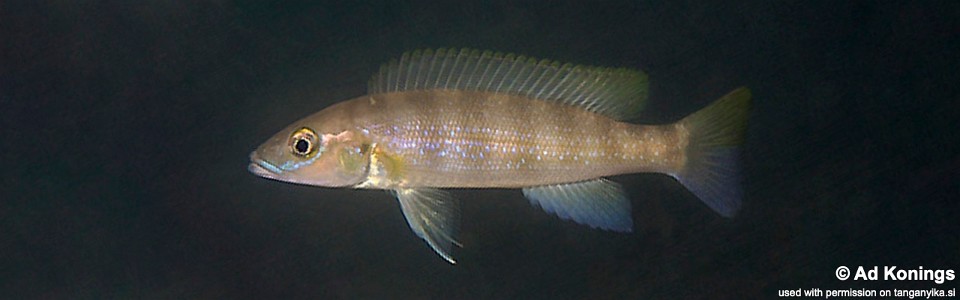 Neolamprologus cunningtoni 'Chituta Bay'; Lepidiolamprologus ...