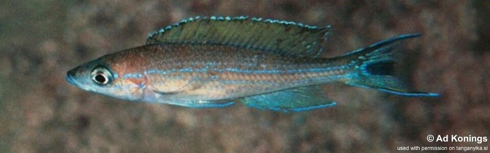 Paracyprichromis brieni 'Kitumba'; Paracyprichromis sp. 'velifer'