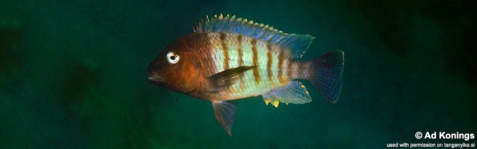 Petrochromis famula 'Chimba'
