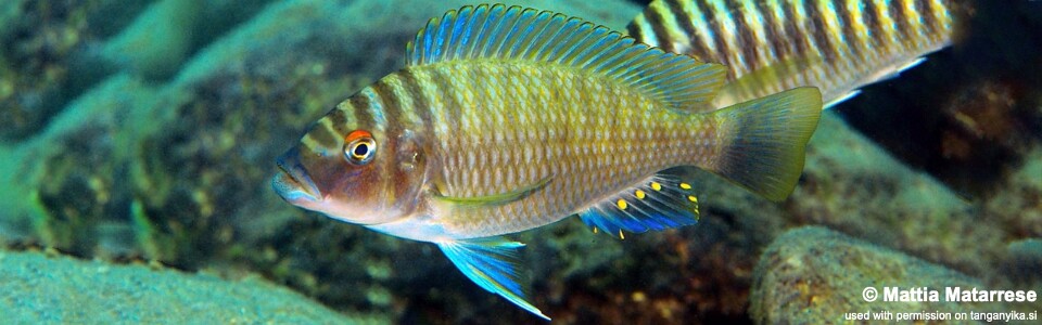 Petrochromis fasciolatus 'Mkangazi'; Interochromis fasciolatus 'Mkangazi'