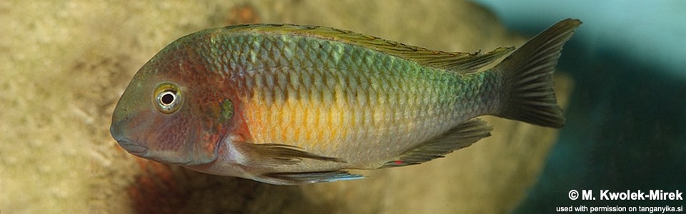 Tropheus moorii (Chilambo); Yellow Rainbow