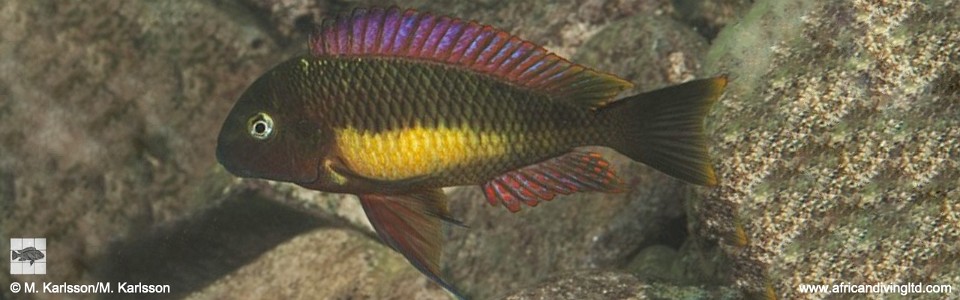 Tropheus moorii 'Kalubale'; Red Rainbow