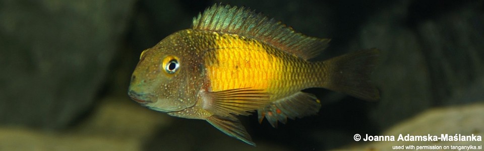 Tropheus moorii 'Mpulungu'; Lemon spot Moorii