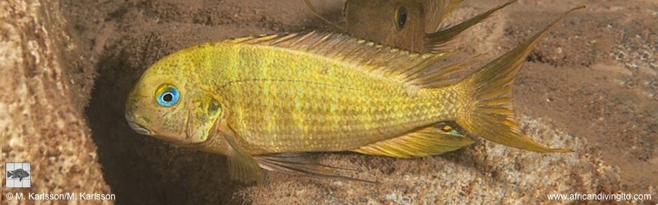 Tropheus polli 'Katumbi Point' ; Tropheus annectens 'Katumbi Point'