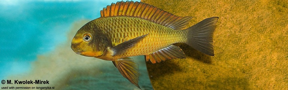 Tropheus sp. 'red' Cape Kachese; Golden Kazumba