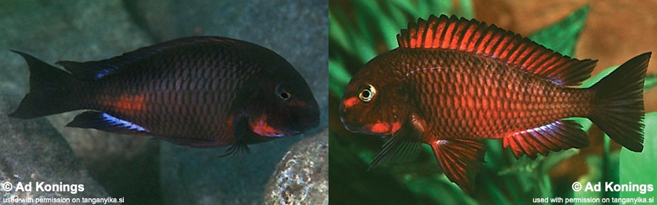 Tropheus sp. 'red' Chimba; Red Zambia Moorii